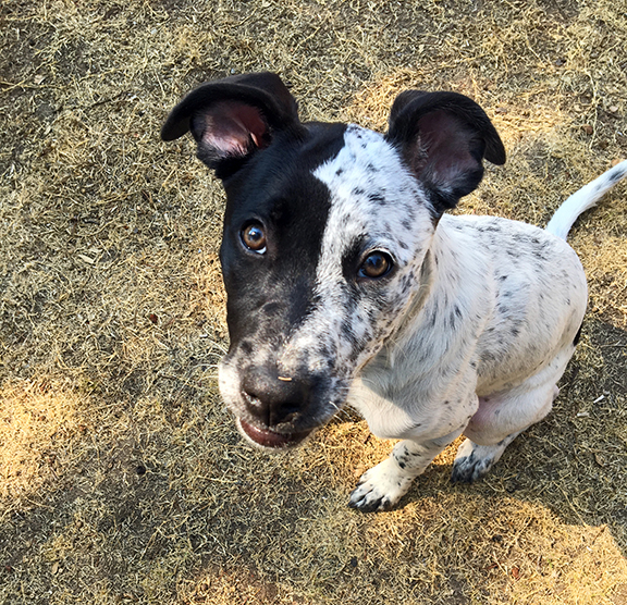Puppy Prep - Romping Dogs Dog Training