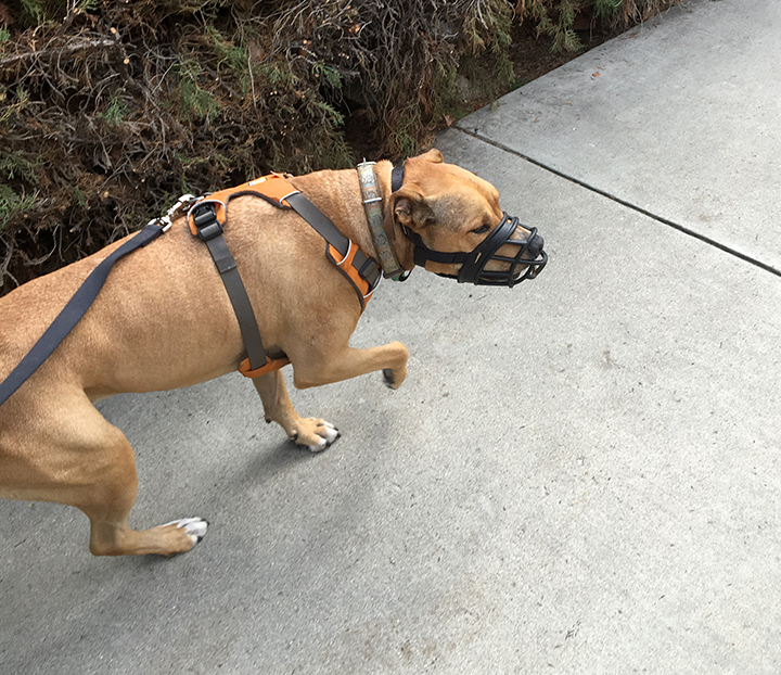 Day Training - Romping Dogs Dog Training